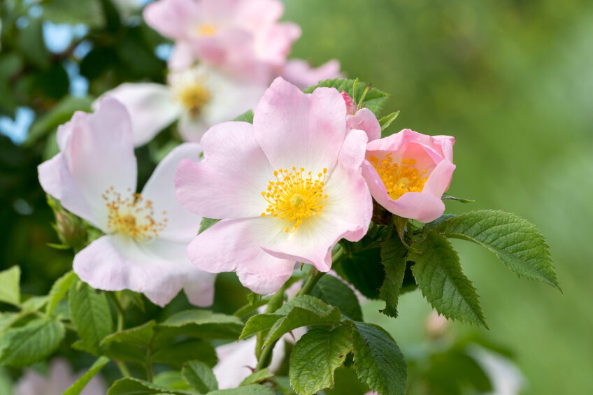 Green Burial Services in Edmonton, Alberta | Trinity Funeral Homes