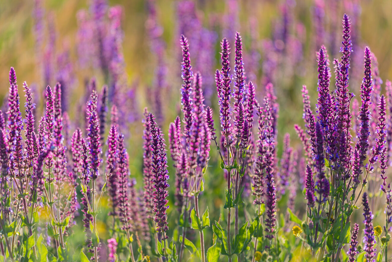 Green Burial Services in Edmonton, Alberta | Trinity Funeral Homes