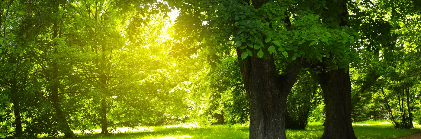 Green Burial Services in Edmonton, Alberta | Trinity Funeral Homes